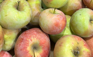 Froopt.ro: Fructe si legume BIO | Produse BIO