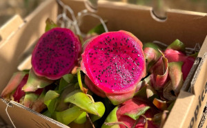 Froopt.ro: Fructe si legume BIO | Produse BIO