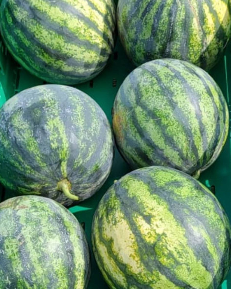 Pepene verde, conversie ECO, anul II, 1 buc, greutate variabila cca 5kg ...